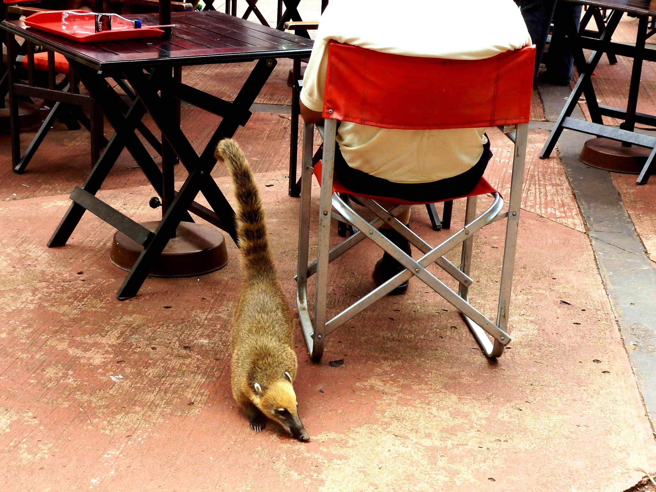 Coatiincafe – Stanfords Blog